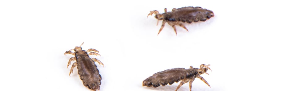How to manage scabies, bedbug and body lice infestations | Canadian ...